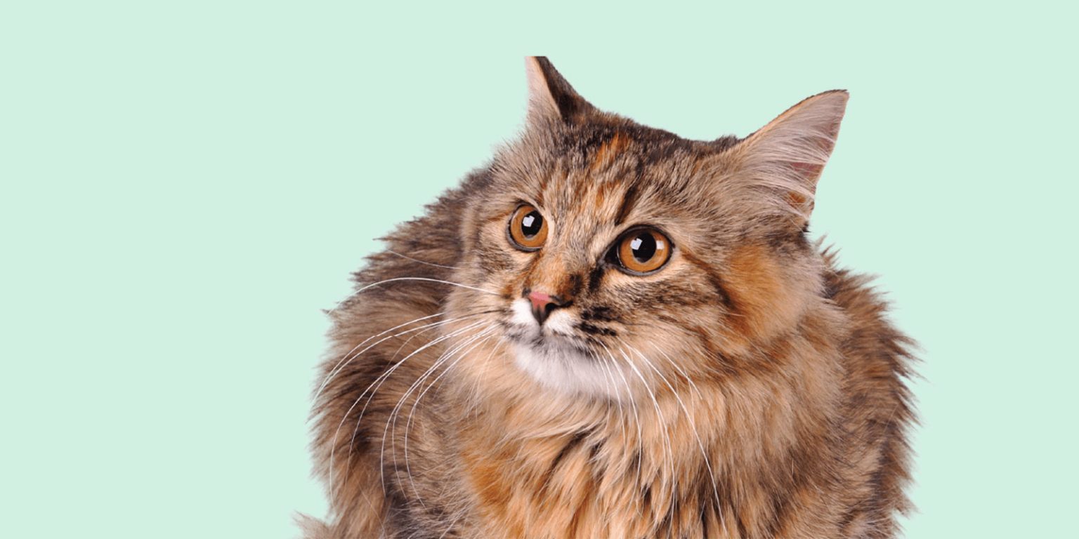 Supervets - Hendra - 441 Nudgee Road, Hendra - (07) 3319 7722